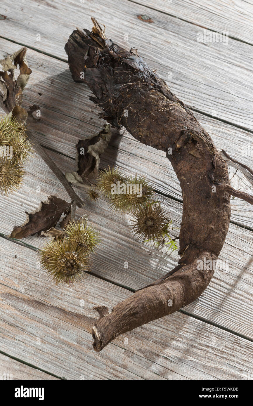 Edible burdock, greater burdock, roots, root stock, Große Klette ...