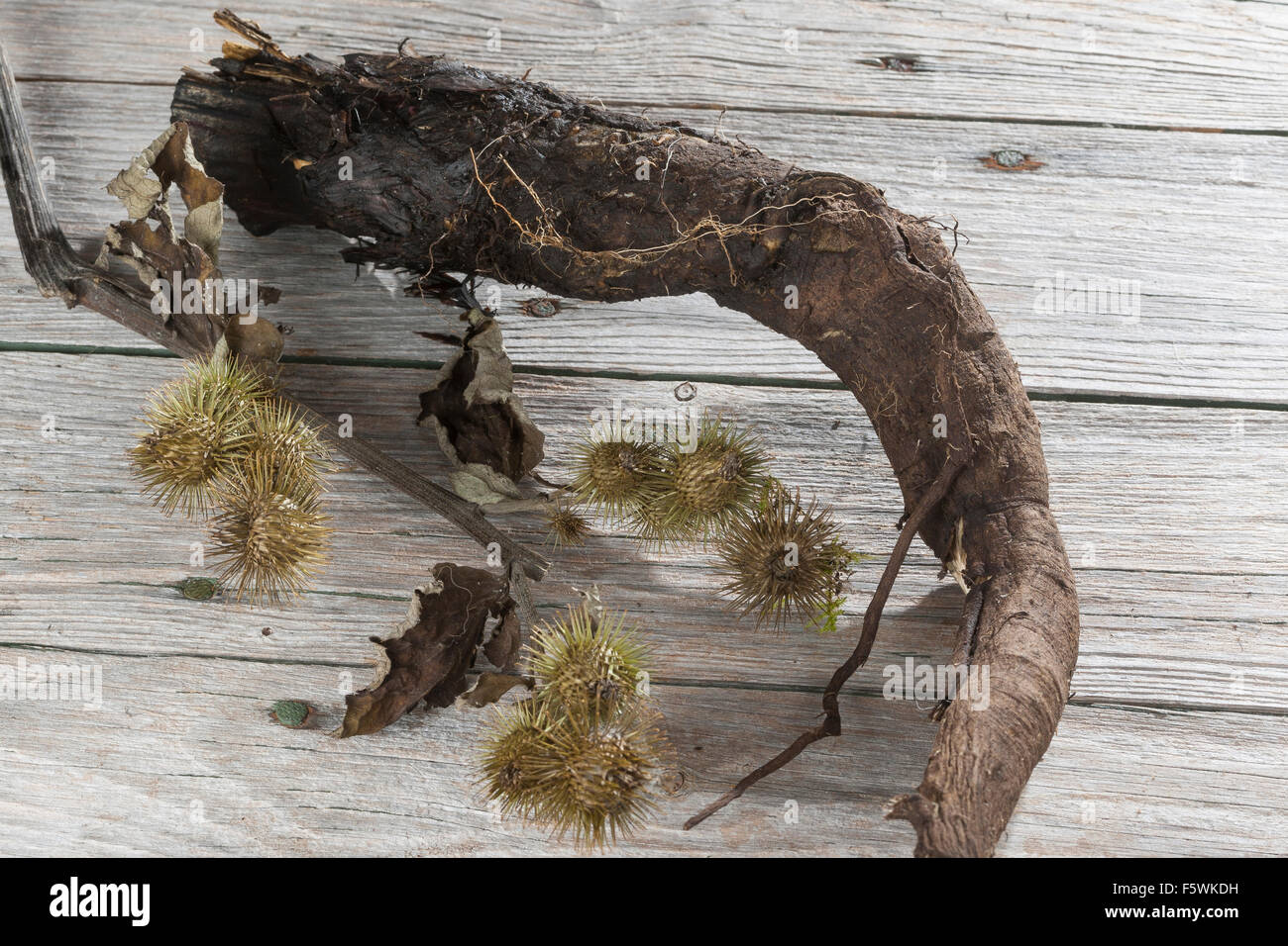 Edible burdock, greater burdock, roots, root stock, Große Klette ...