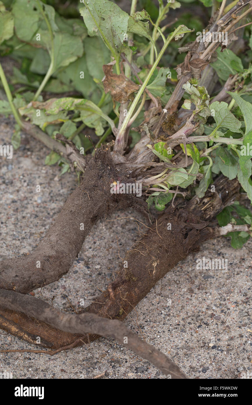 Edible burdock, greater burdock, roots, root stock, Große Klette ...