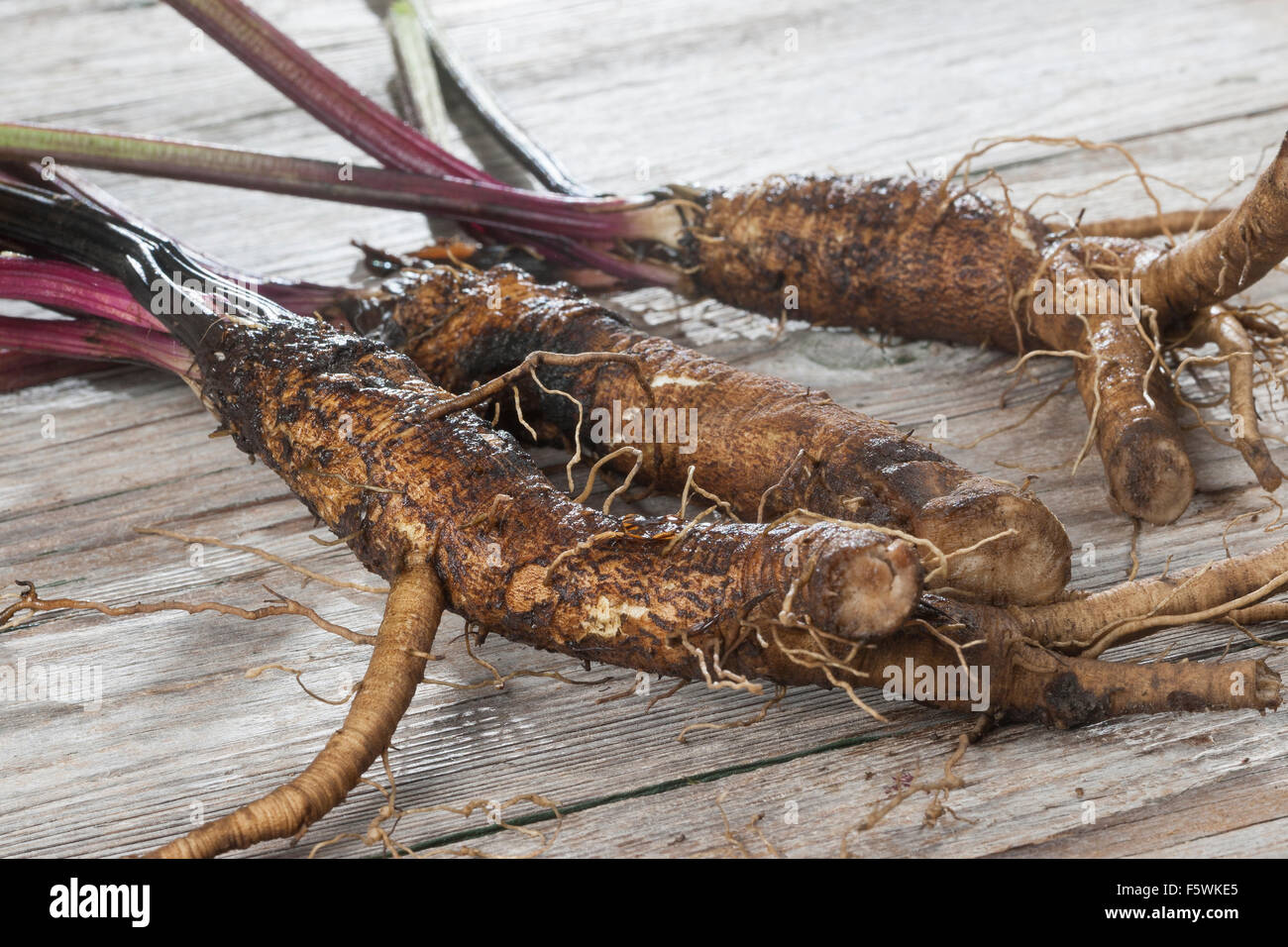 Edible burdock, greater burdock, roots, root stock, Große Klette ...
