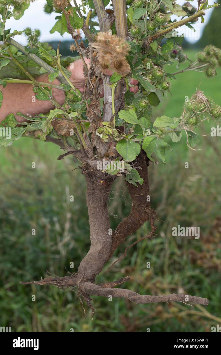 Edible burdock, greater burdock, roots, root stock, Große Klette ...
