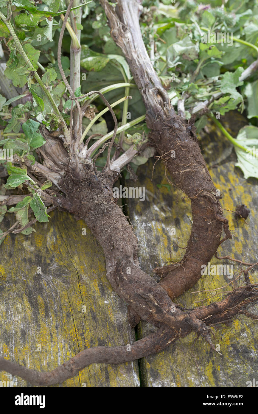 Edible burdock, greater burdock, roots, root stock, Große Klette ...