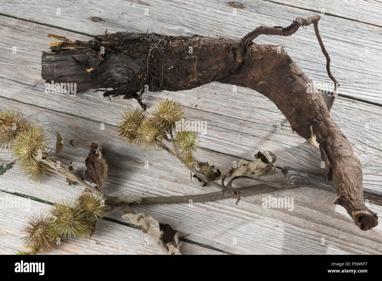 Edible burdock, greater burdock, roots, root stock, Große Klette ...