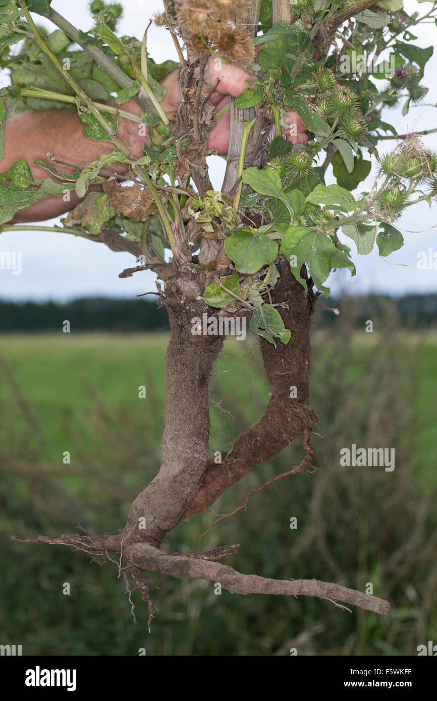 Edible burdock, greater burdock, roots, root stock, Große Klette ...