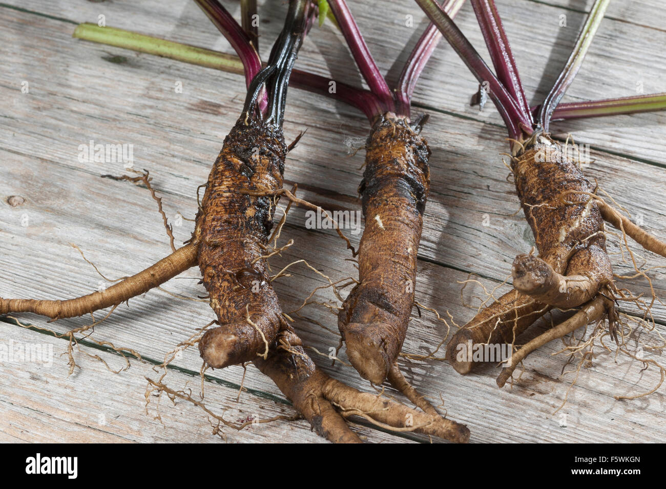 Edible burdock greater burdock roots hi-res stock photography and ...