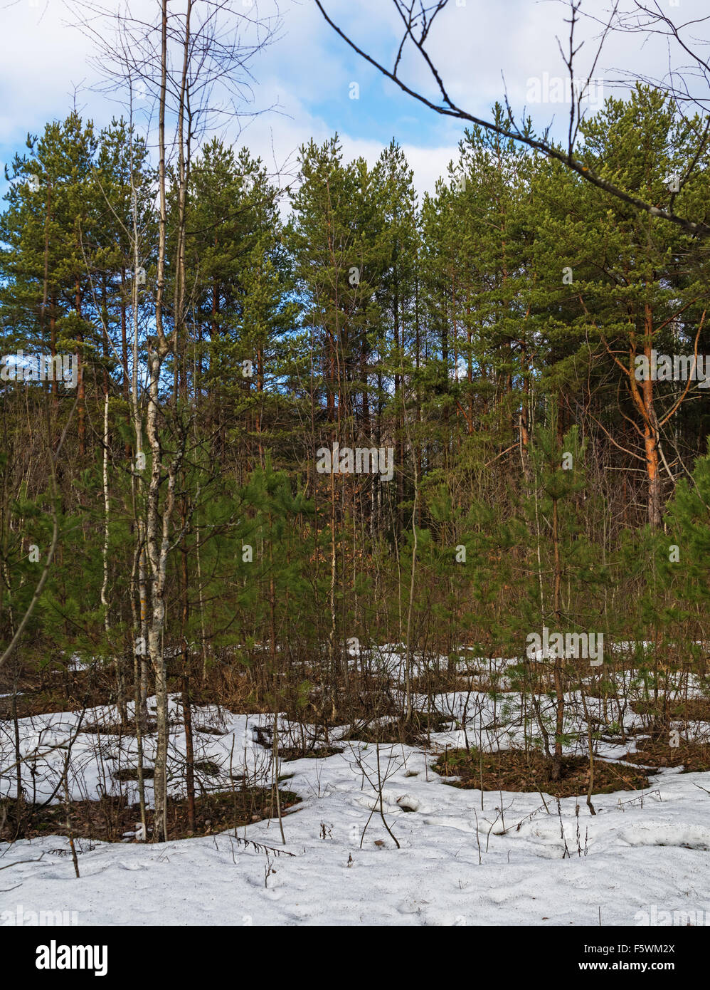 Early spring forest landscape. Snow thaws in the wood Stock Photo - Alamy