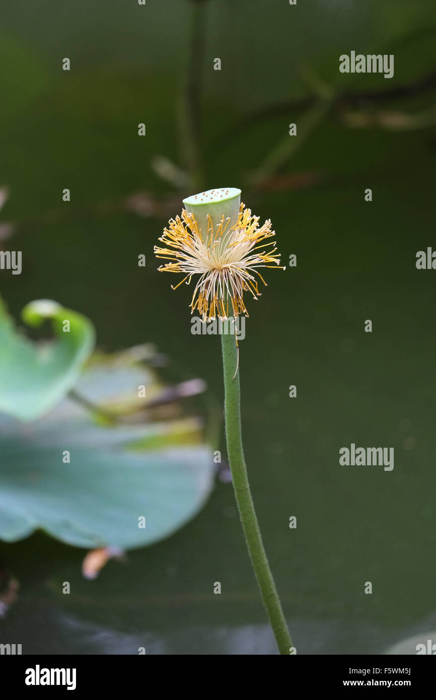 The last stage in the Lotus flower life cycle, but even now it's quite ...