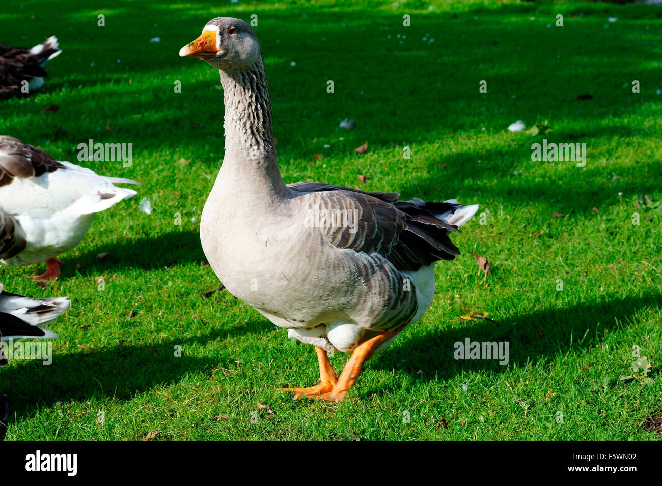 Marching geese hi-res stock photography and images - Alamy