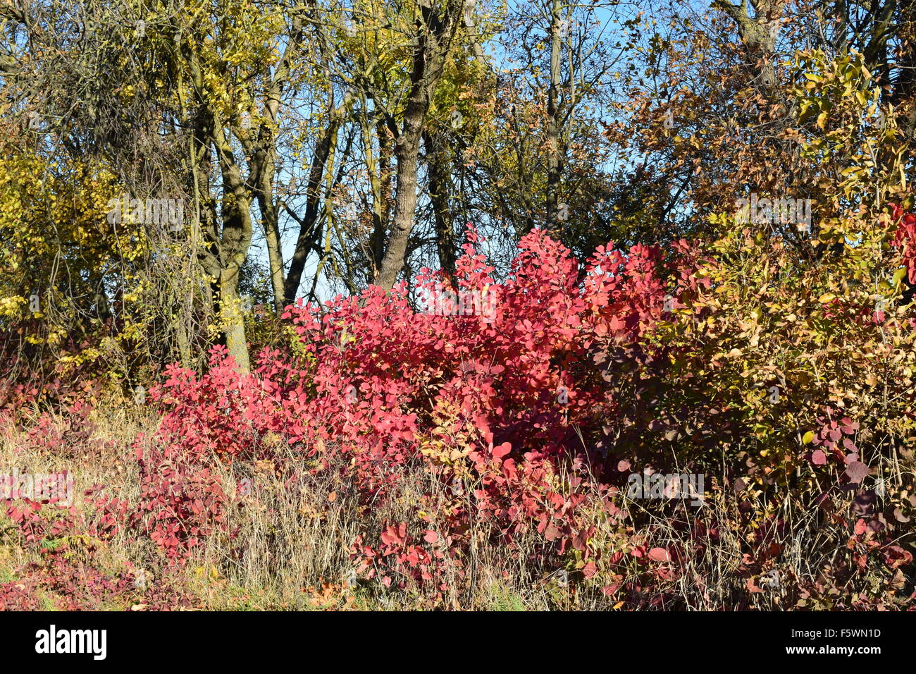 Color of leaves of cotinus coggygria and wild apricot. Trees in a ...