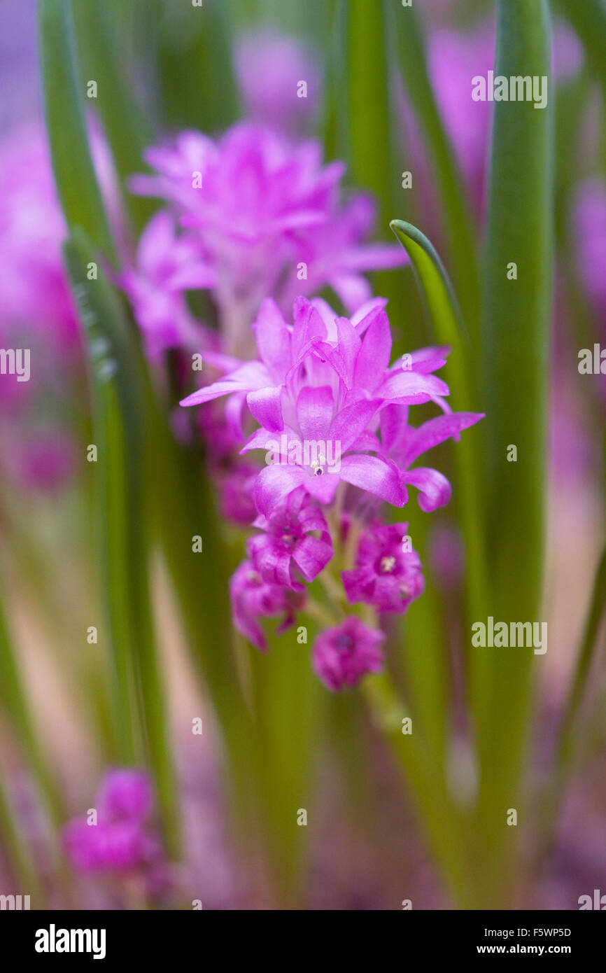Pauciflora High Resolution Stock Photography and Images - Alamy