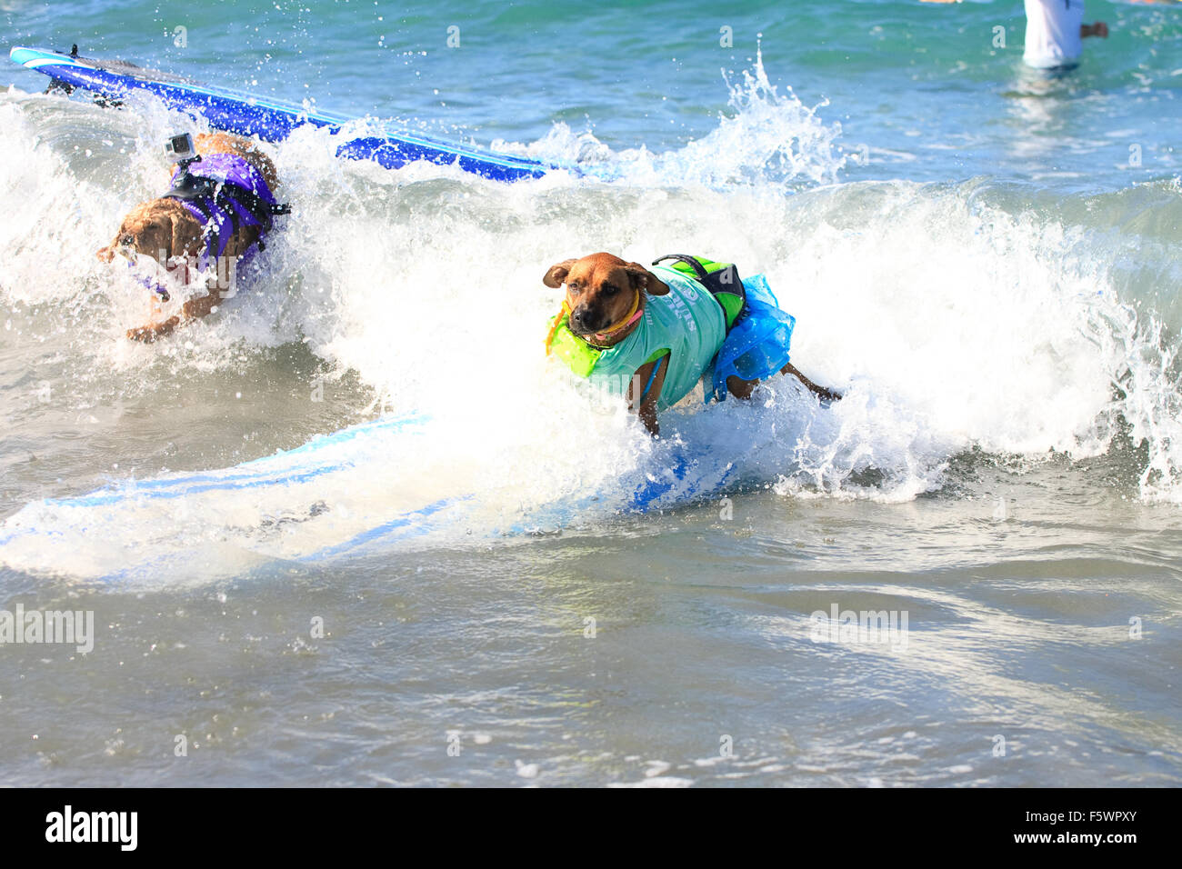 Surfing dogs participate in the Helen Woodward 2015 Surf Dog Surf-A ...