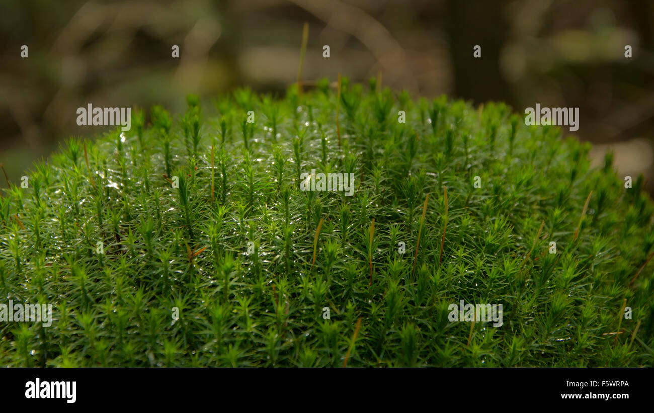 Moss, close up Stock Photo - Alamy