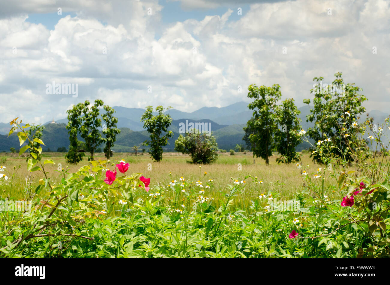 Flowers in countryside landscape Stock Photo - Alamy