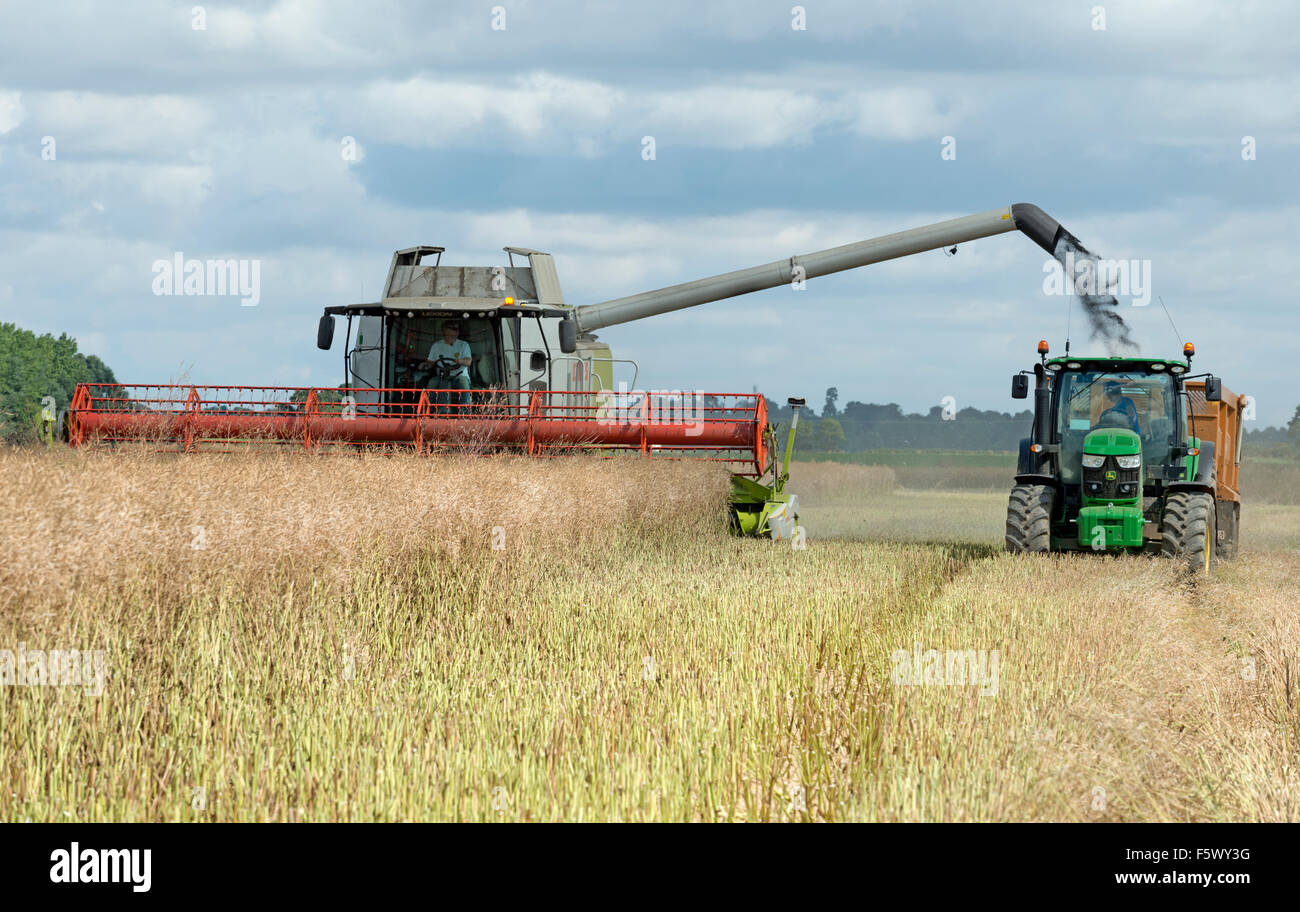 Oil seed rape harvested for biogas Stock Photo - Alamy