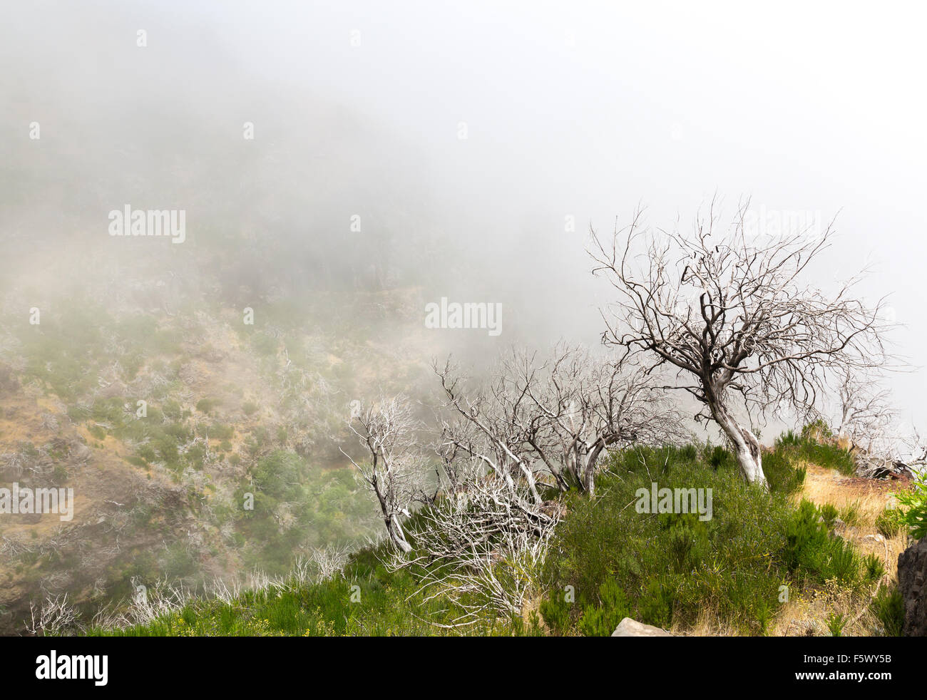 Close up terrible dead trees in fog Stock Photo - Alamy