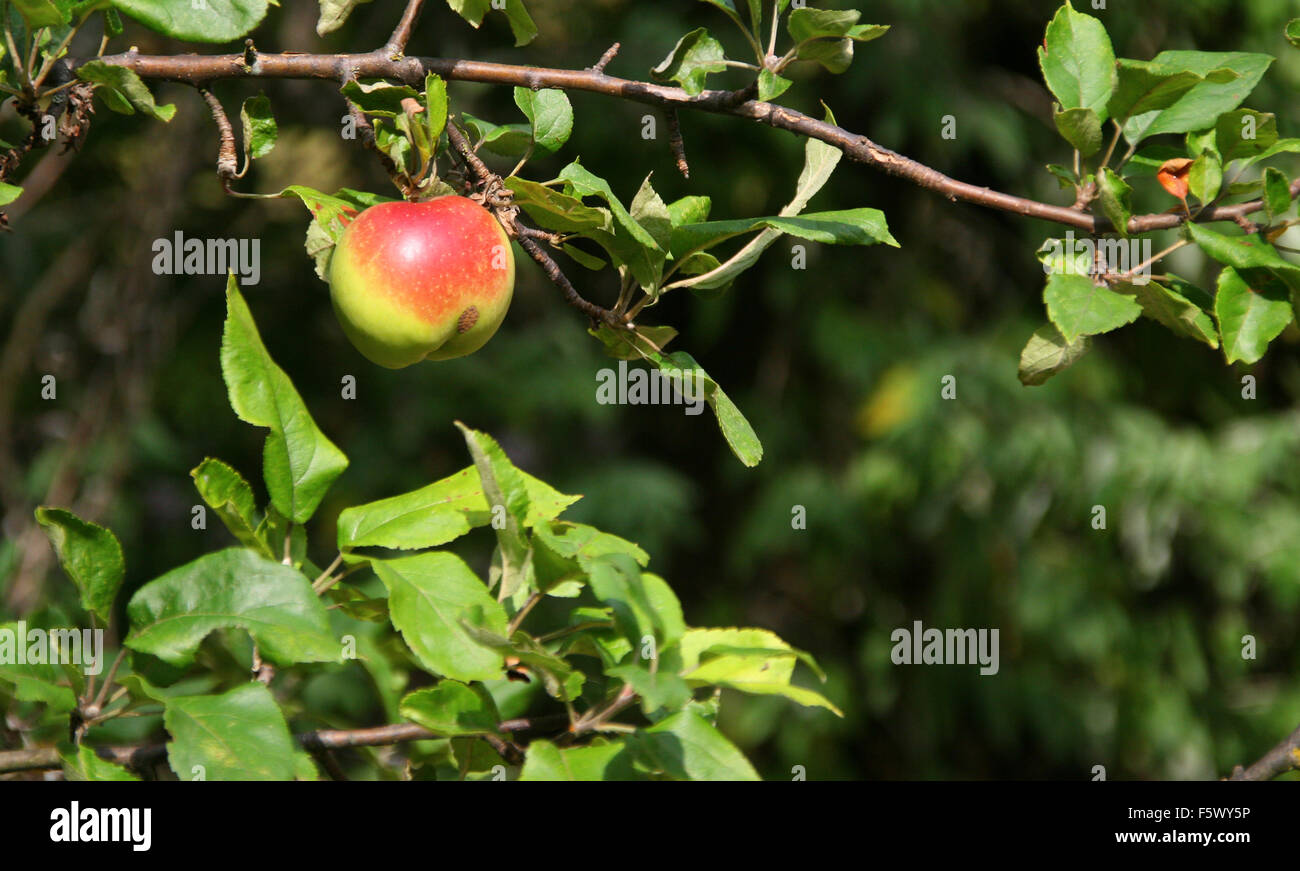 Ripe apple on the tree Stock Photo - Alamy