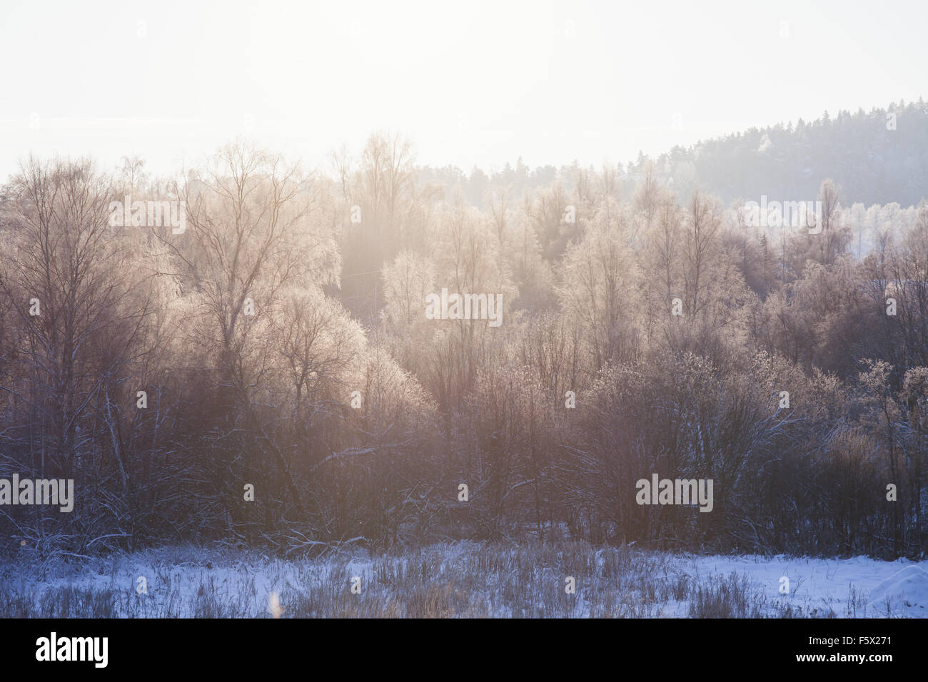 Trees illuminated by morning sun at winter Stock Photo - Alamy