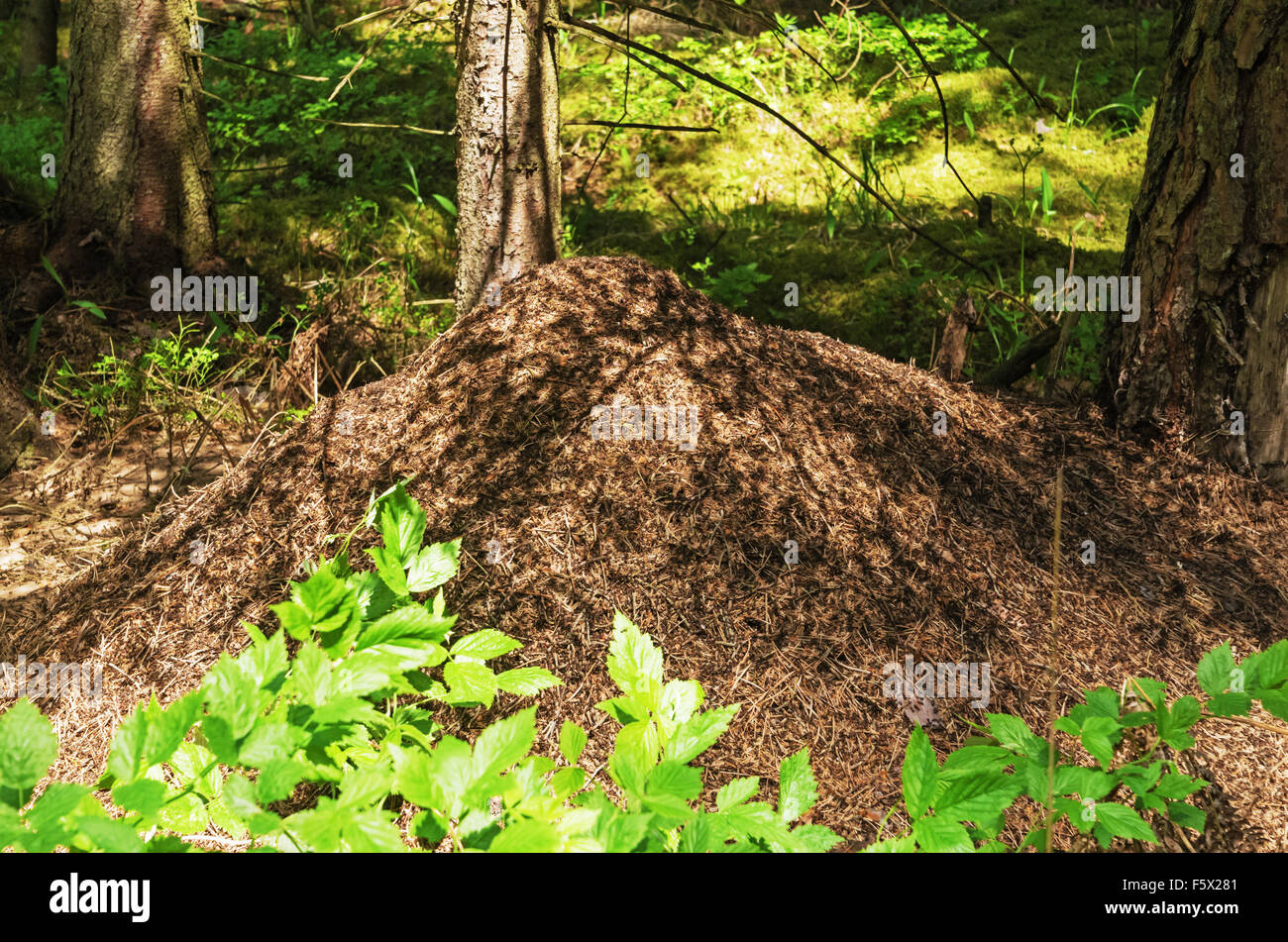 Ant Hill Fence High Resolution Stock Photography and Images - Alamy