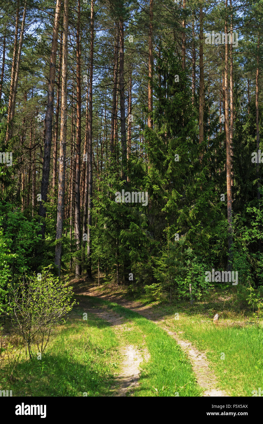 Road through pine forest Stock Photo - Alamy