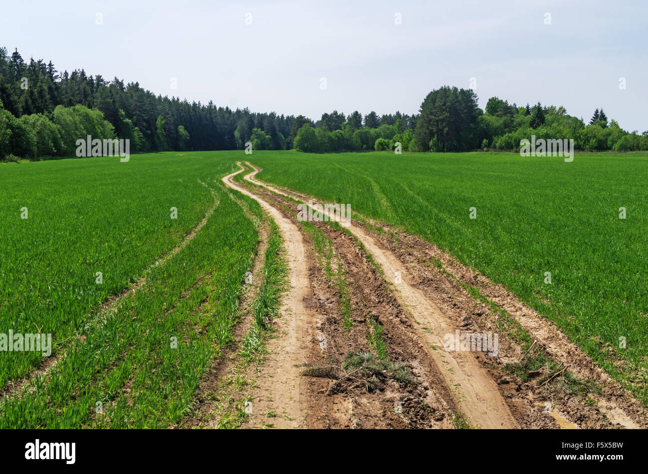 Sunlight road through field Stock Photo - Alamy