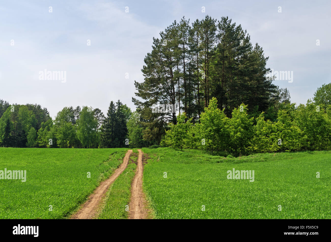 Road through field Stock Photo - Alamy