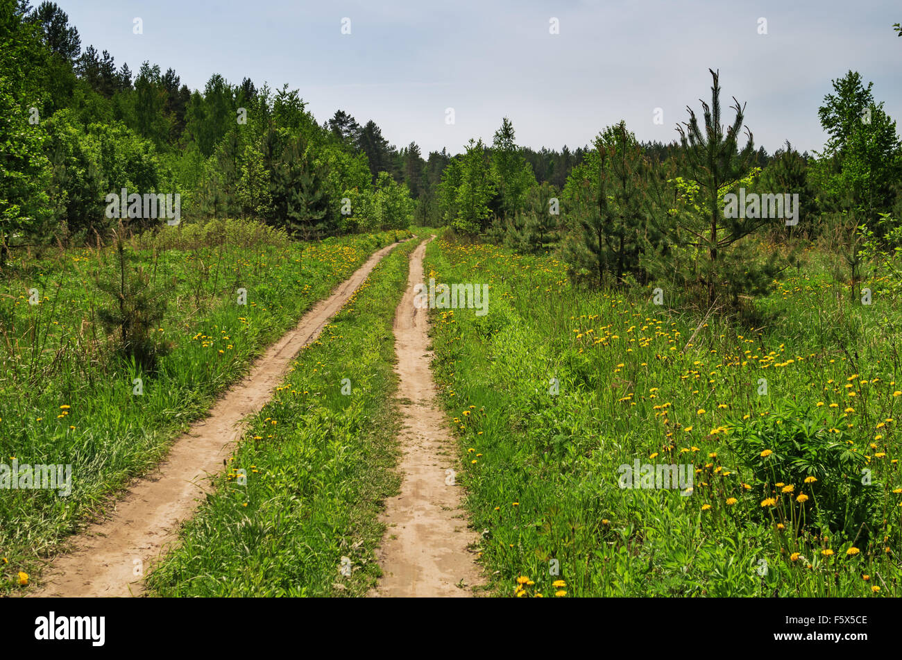 Road to forest Stock Photo - Alamy