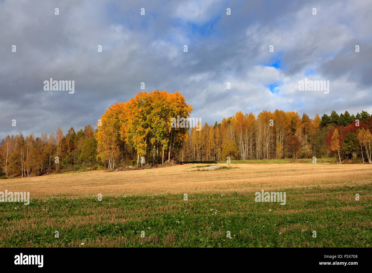 Landscape field trees autumn colors Stock Photo - Alamy