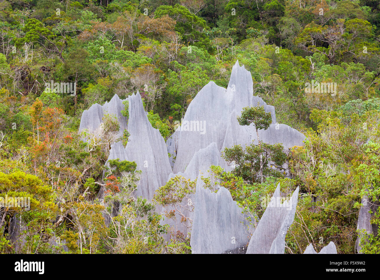 Limestone pinnacles at gunung mulu national park Stock Photo - Alamy