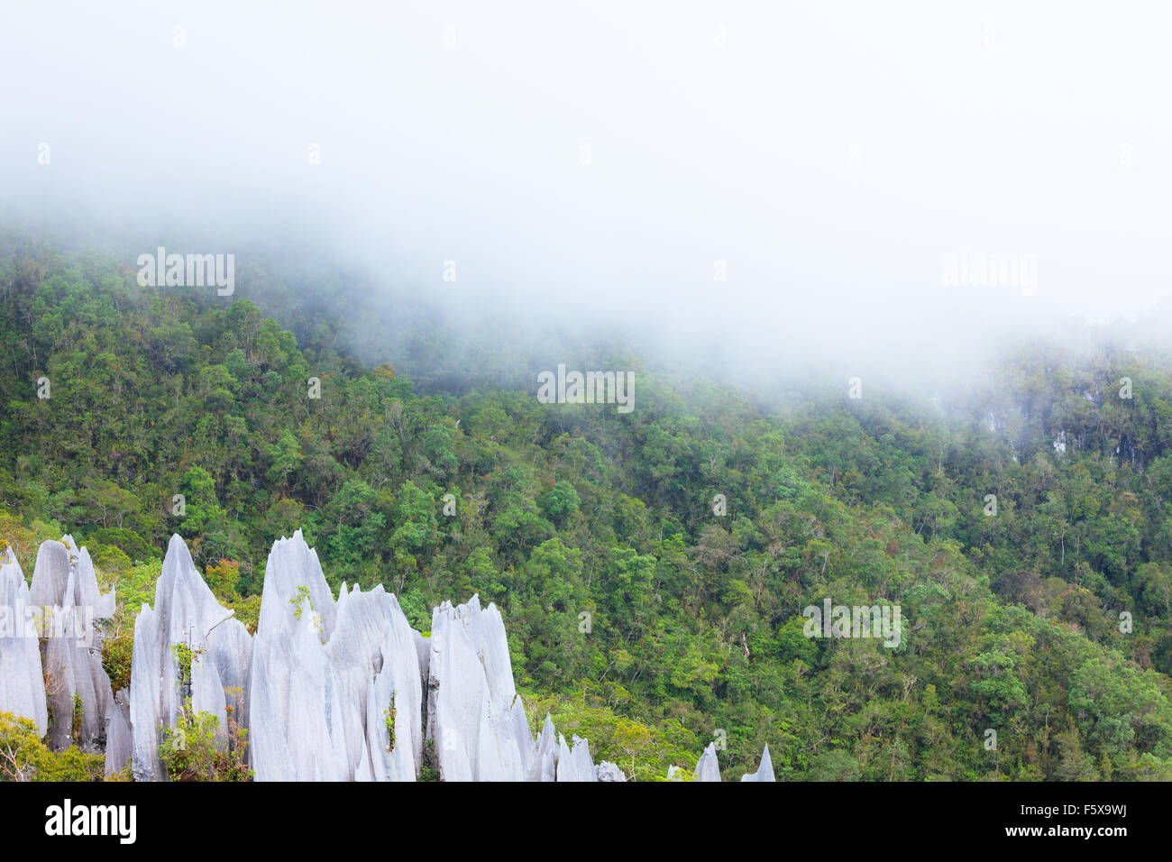 Limestone pinnacles at gunung mulu national park Stock Photo - Alamy