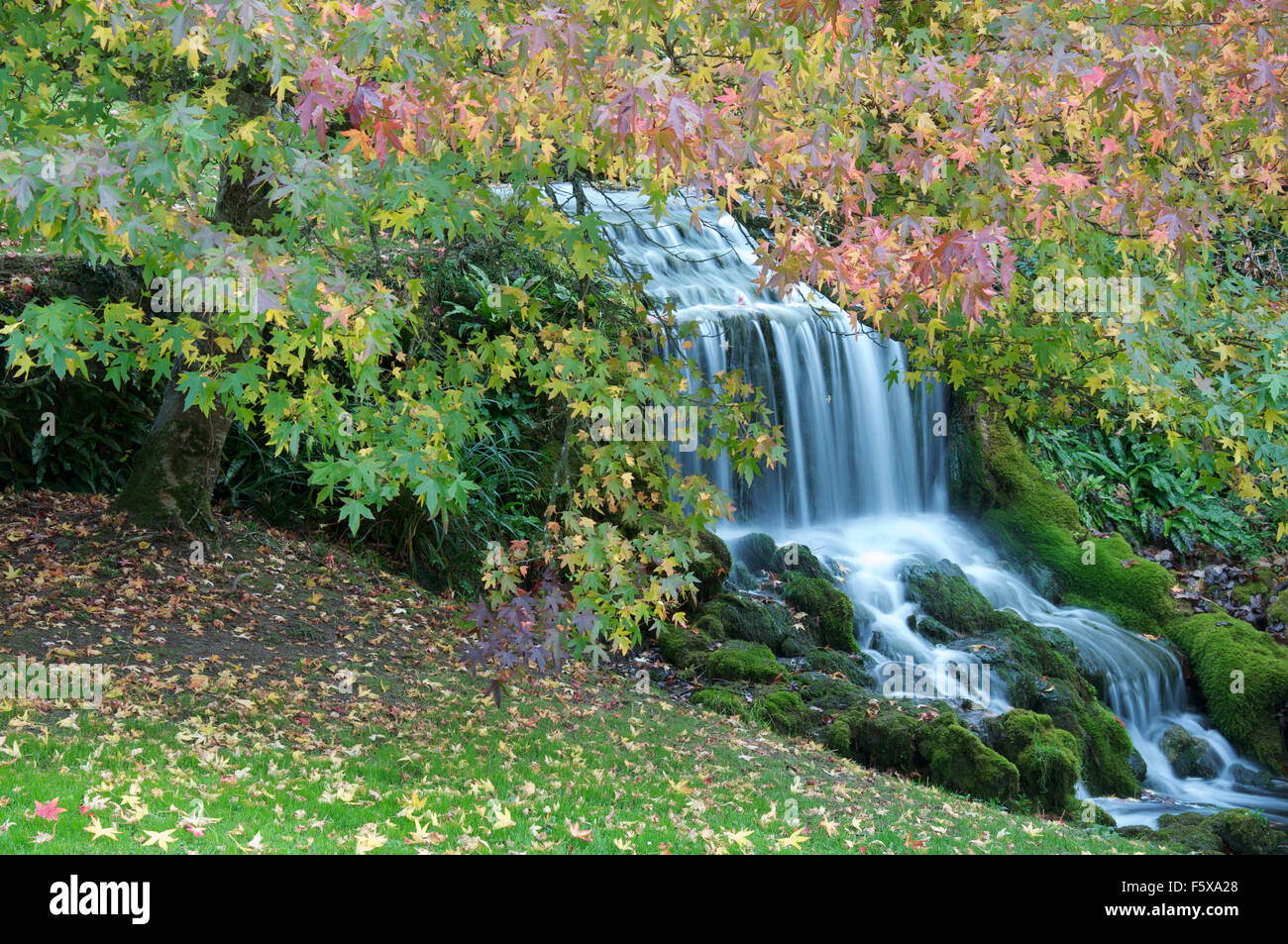 Autumn leaves overhang a picturesque waterfall flowing from Bridehead ...