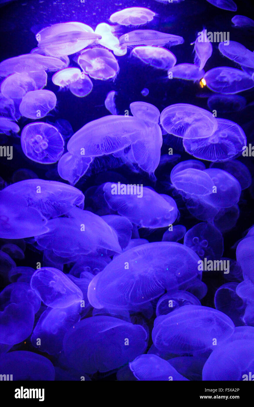 Purple jellyfish hi-res stock photography and images - Alamy