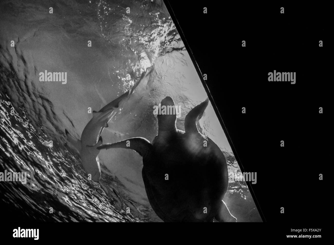 Turtle and shark Stock Photo - Alamy