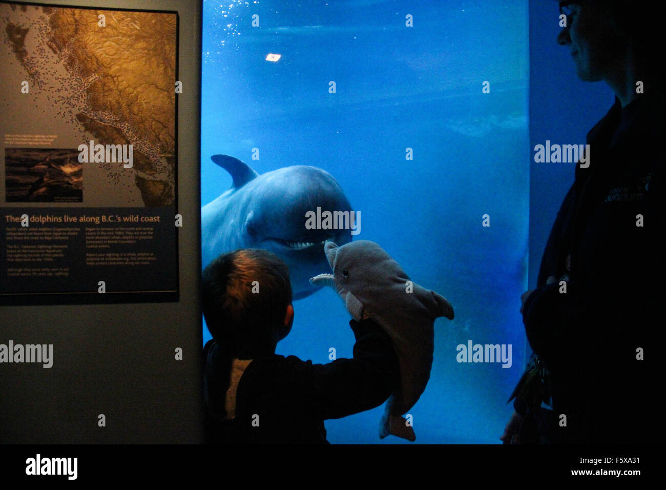 Aquarium whale tank hi-res stock photography and images - Alamy