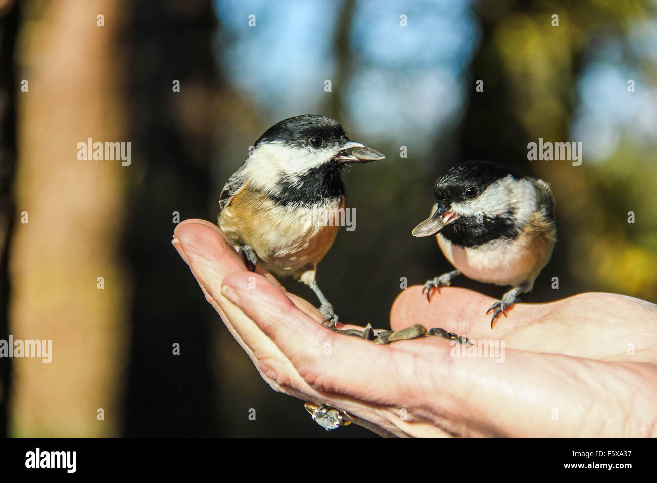 Feeding the birds Stock Photo - Alamy