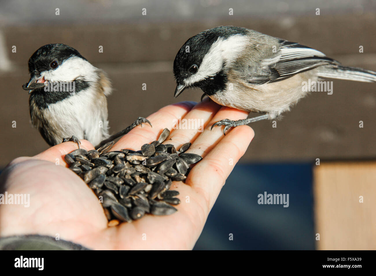 feeding the birds Stock Photo - Alamy