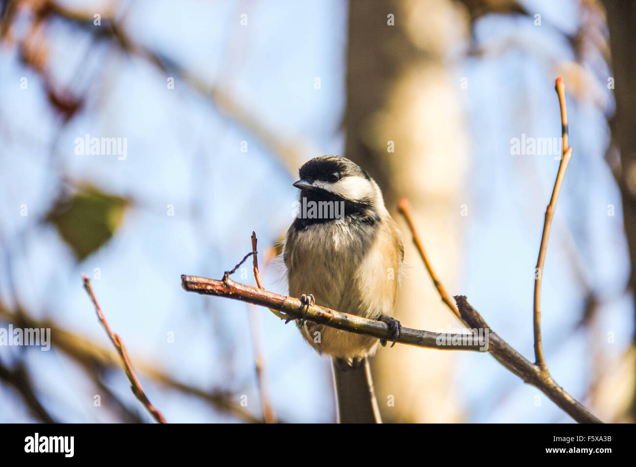 Macro portrait bird hi-res stock photography and images - Alamy