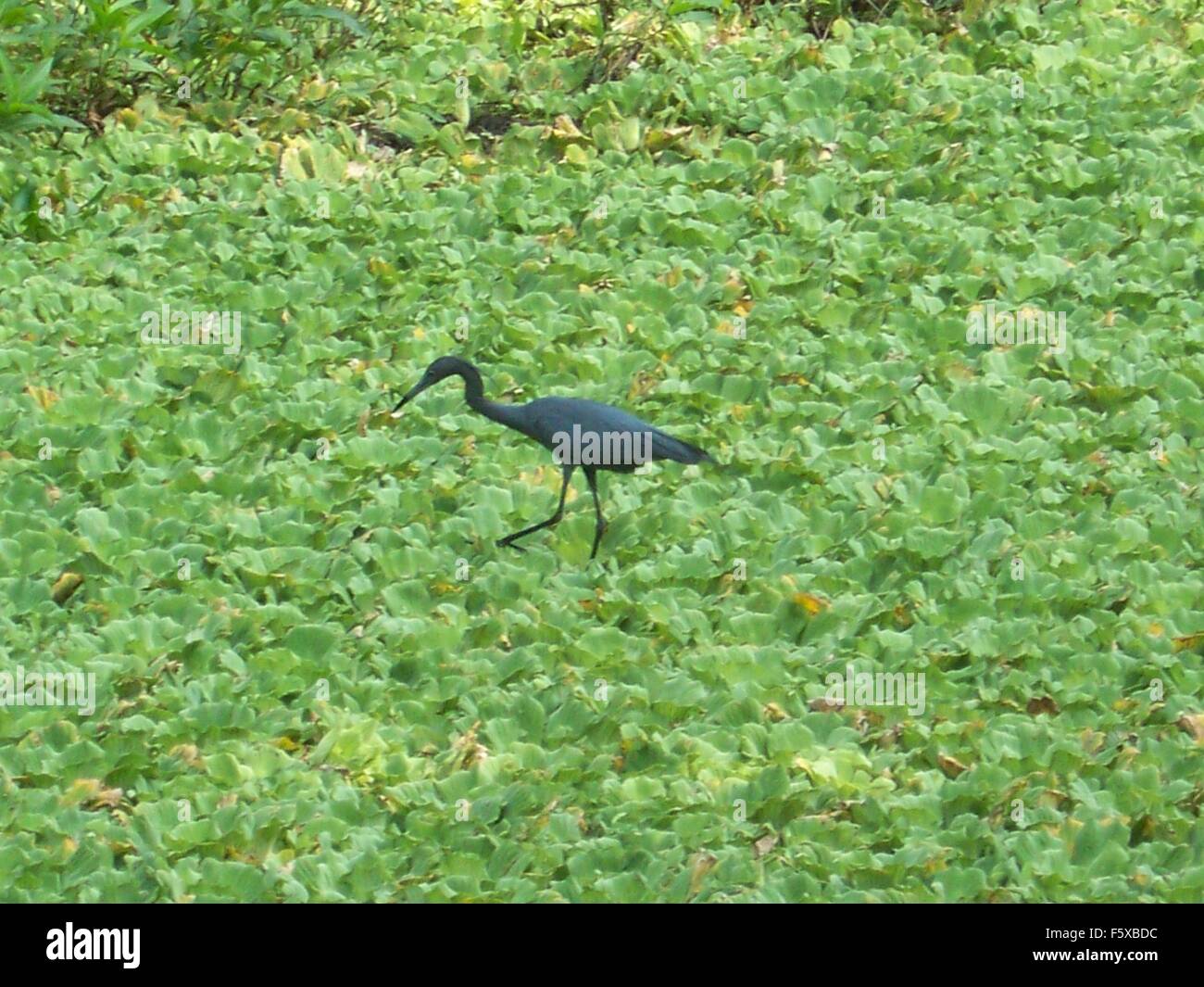 Little Blue Heron at Corkscrew Swamp Sanctuary Stock Photo - Alamy