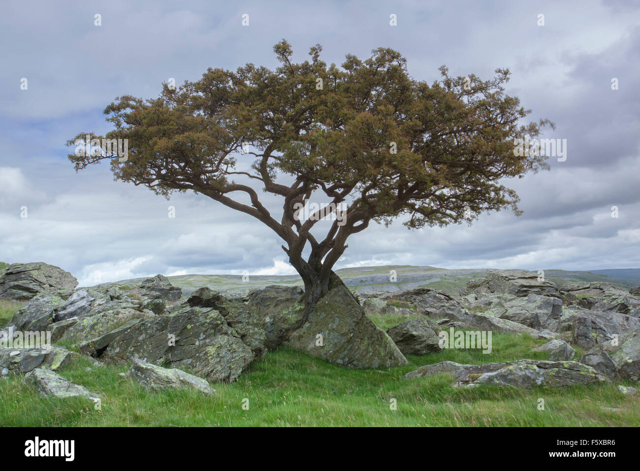 Stunted Hawthorn Tree growing through Limestone at Norber Brow ...