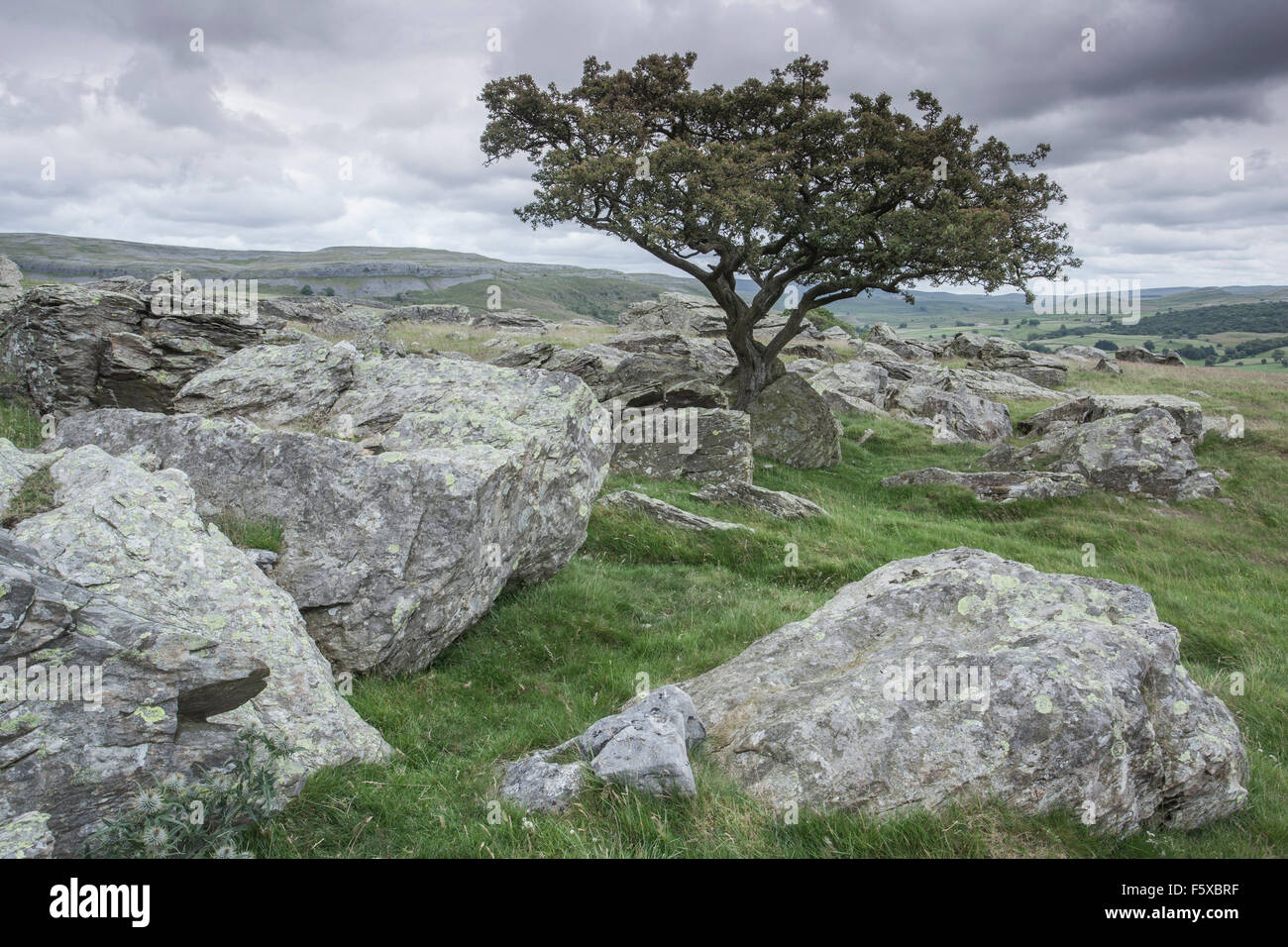 Stunted Hawthorn Tree growing through Limestone at Norber Brow ...