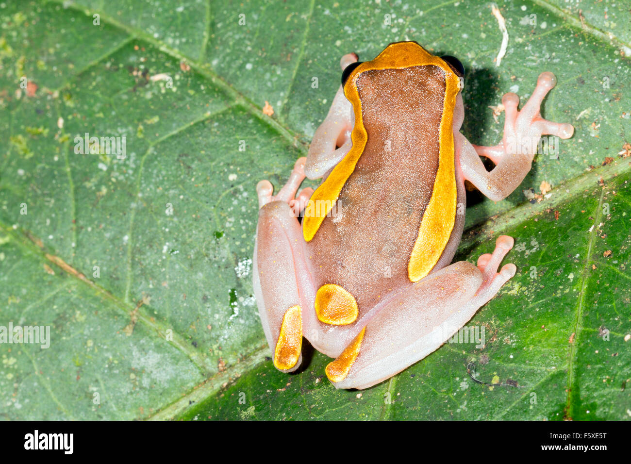Dendropsophus hi-res stock photography and images - Alamy