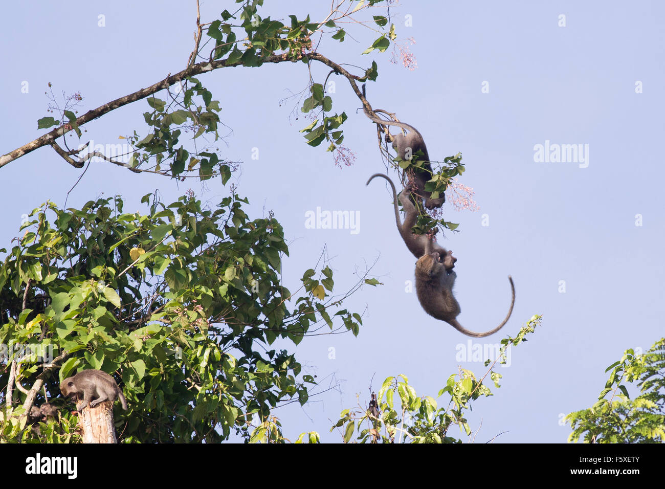 Wild Macaques in Borneo playing in the jungle around the Kinabatangan ...