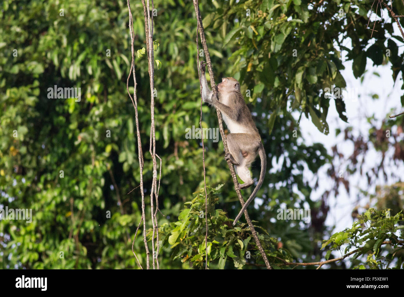 Wild Macaque in Borneo in the jungle around the Kinabatangan river ...