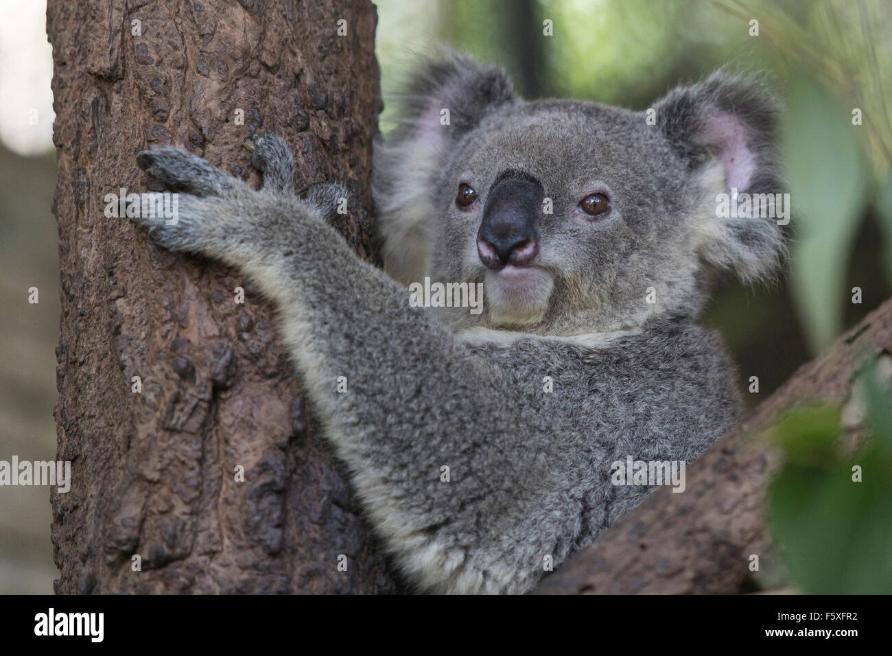 Koala portrait hi-res stock photography and images - Alamy