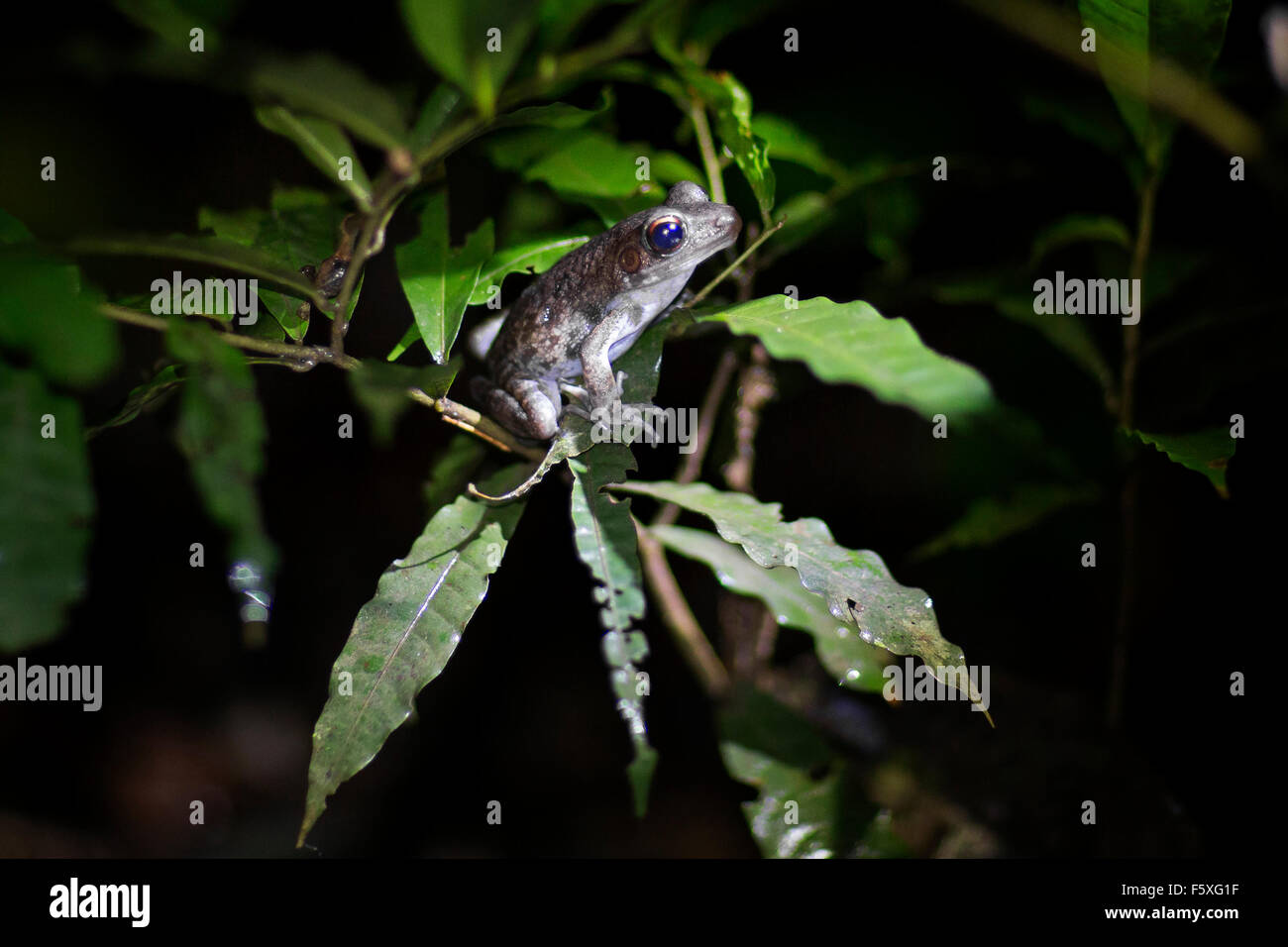 Frog in jungle night hi-res stock photography and images - Alamy