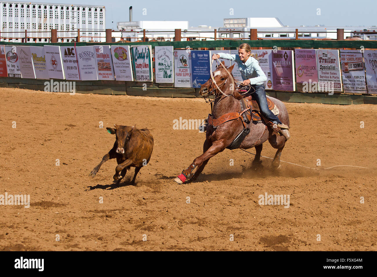 Calf roping chute hi-res stock photography and images - Alamy