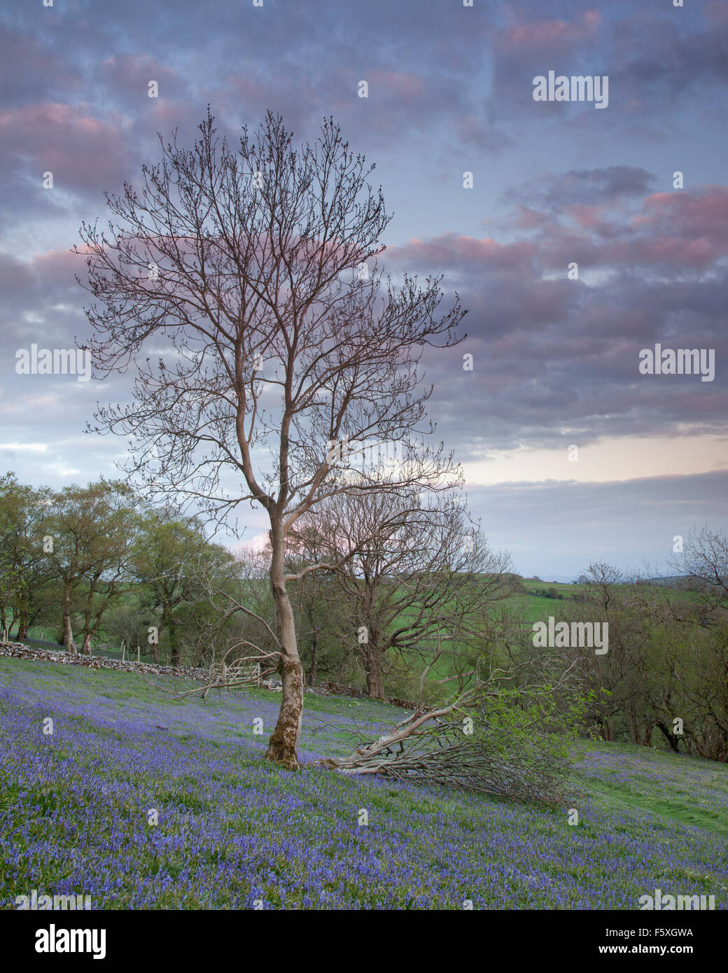 Spring woodland yorkshire dales hi-res stock photography and images - Alamy