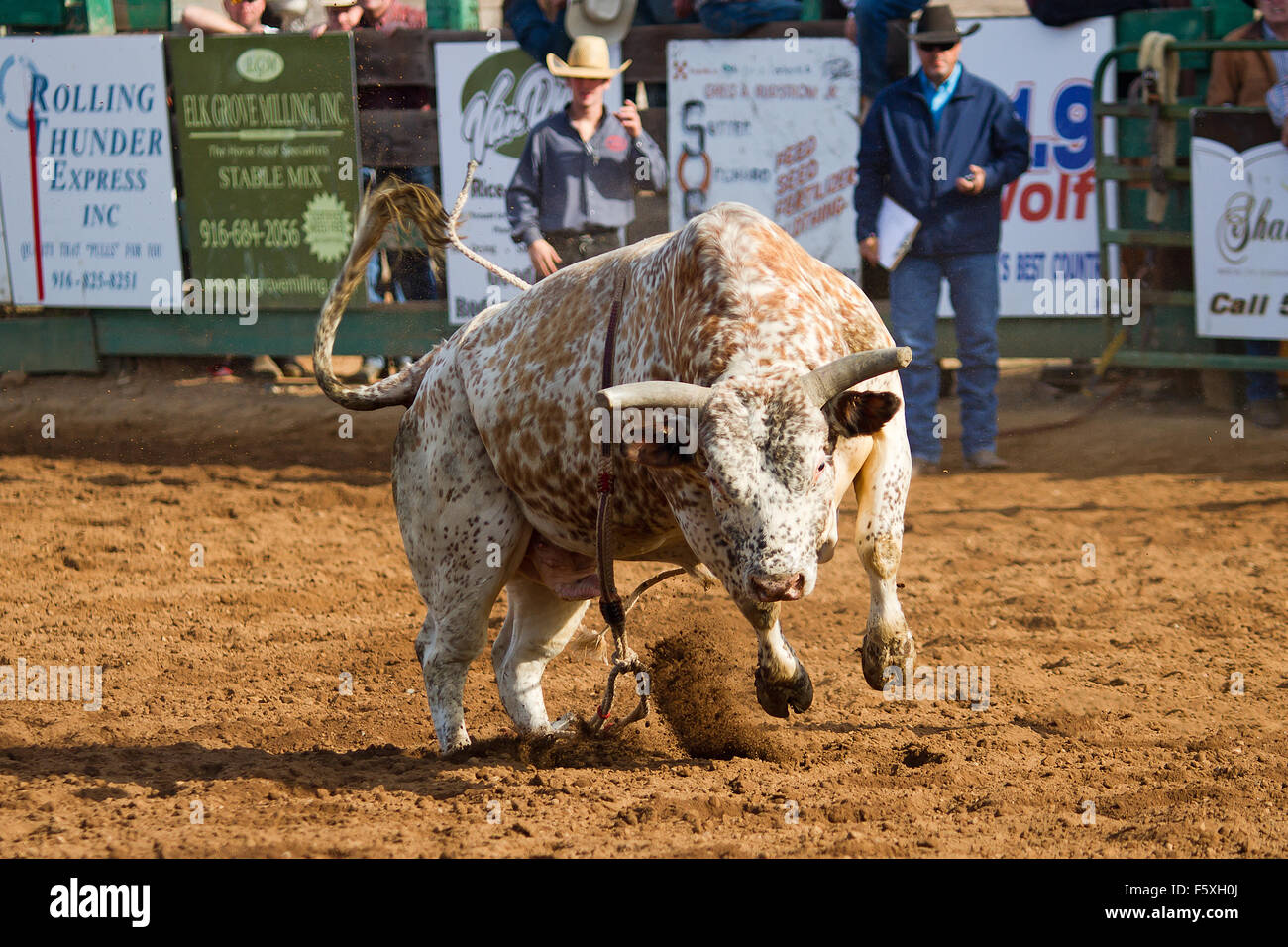 Cowboy roping calf in rodeo hi-res stock photography and images - Alamy