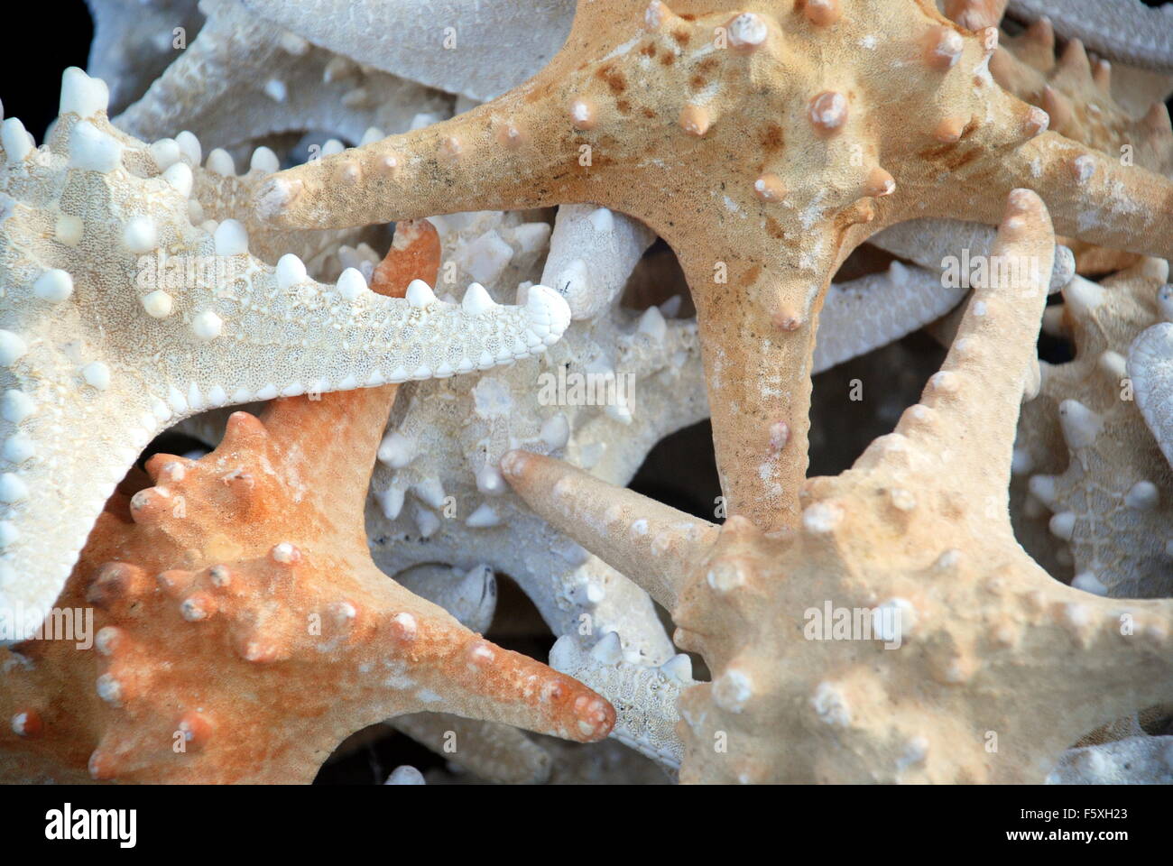 Starfish Dry High Resolution Stock Photography and Images - Alamy