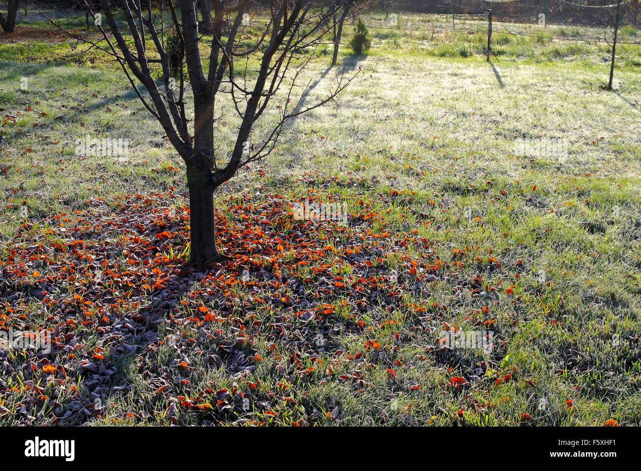 frozen colorful plants in the sunny cold late autumn morning Stock ...