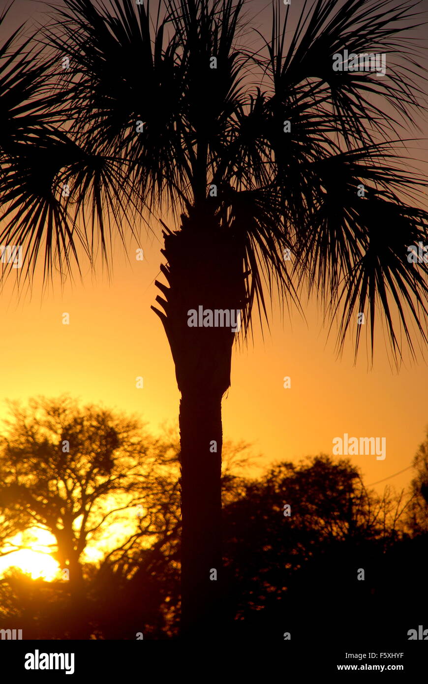 Sunset Palm Tree Stock Photo - Alamy